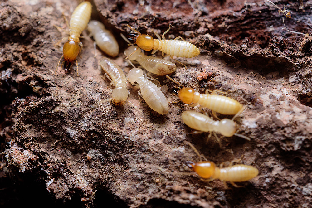 Free Termite Inspection Southern California | Richland Termite & Pest ...